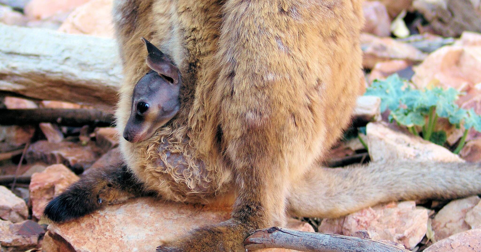 Black-footed Rock Wallaby – Ausemade