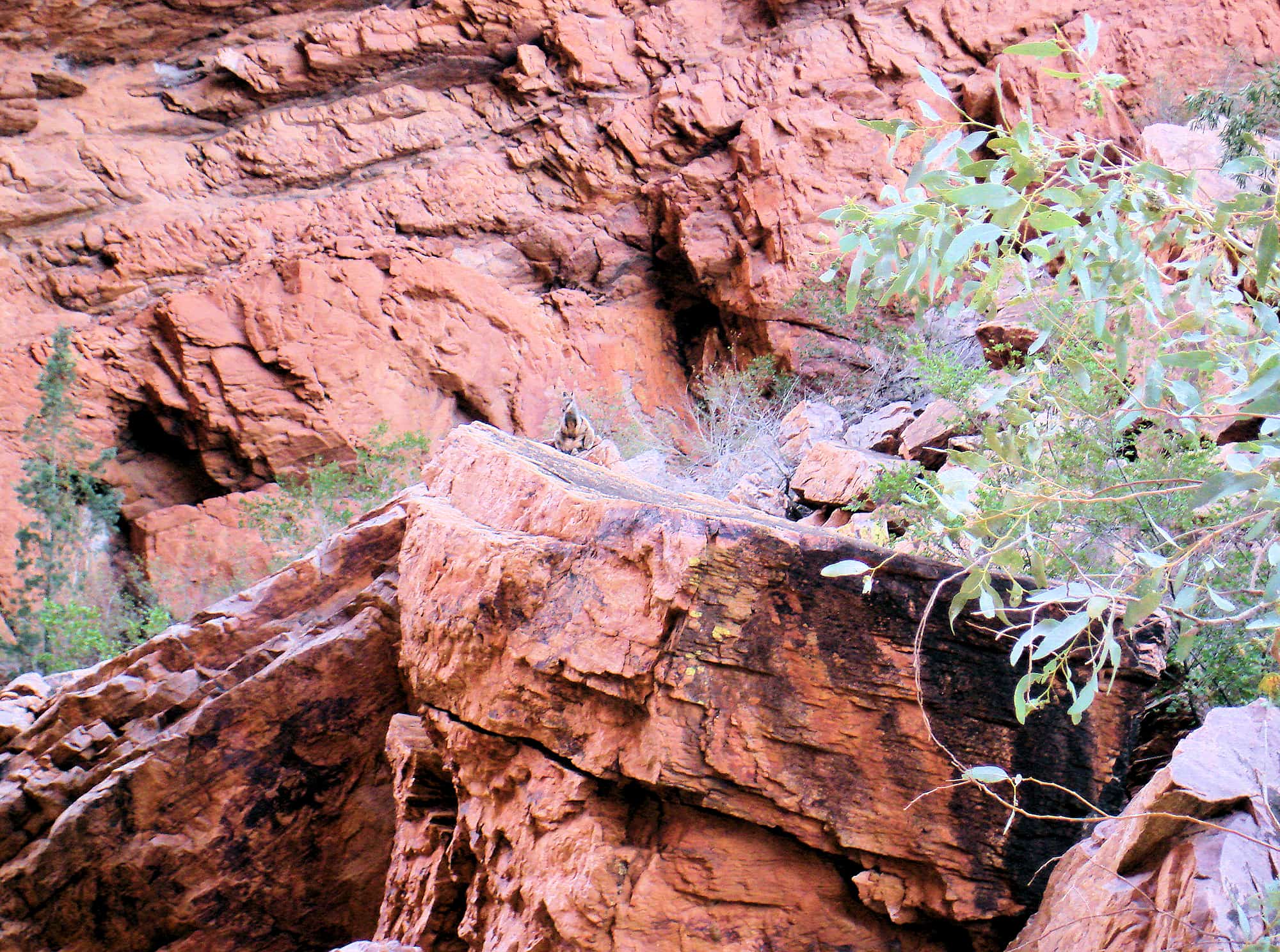 Fauna of Simpsons Gap – Ausemade