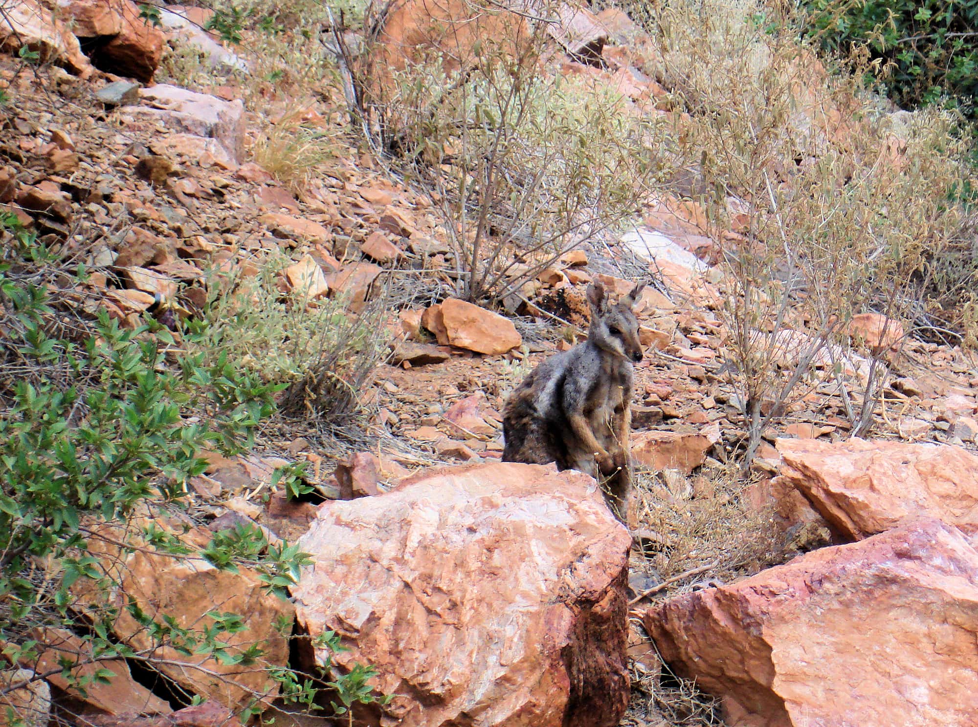 Fauna of Simpsons Gap – Ausemade