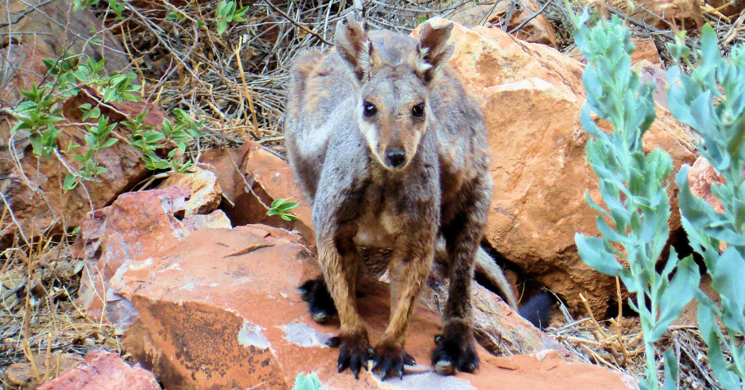 Simpsons Gap – Ausemade