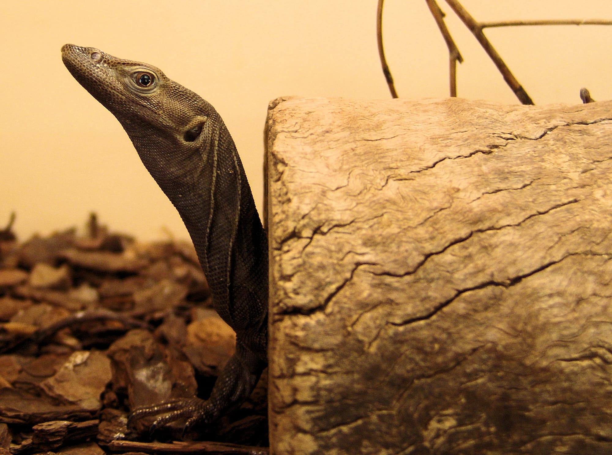 Black Headed Goanna – Ausemade