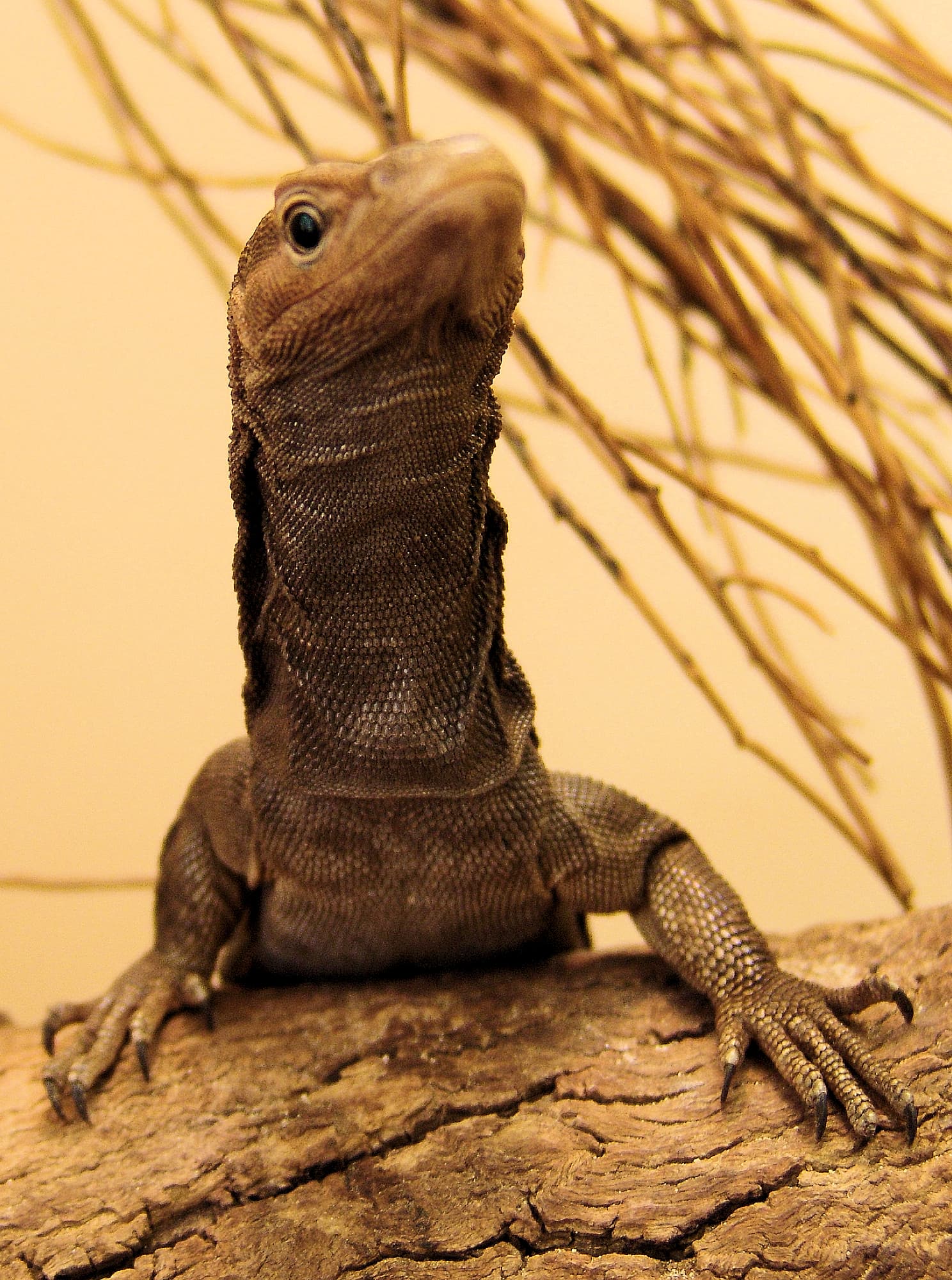 Black Headed Goanna – Ausemade