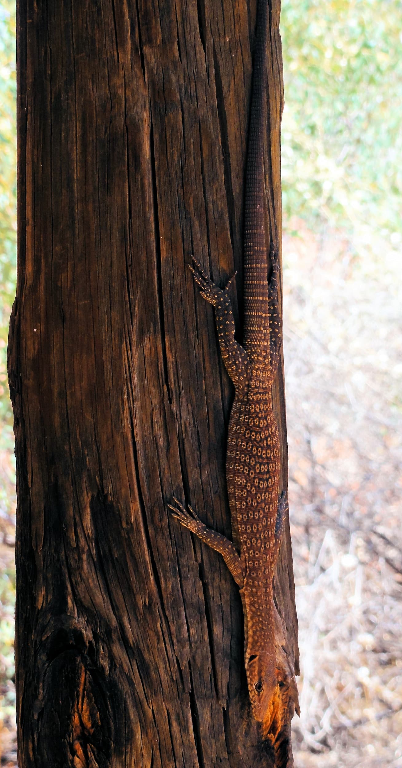Black Headed Goanna – Ausemade