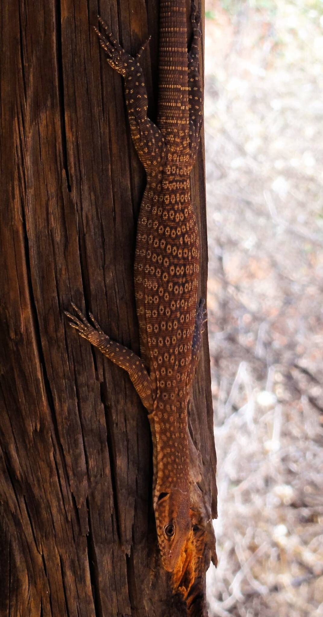 Black Headed Goanna – Ausemade