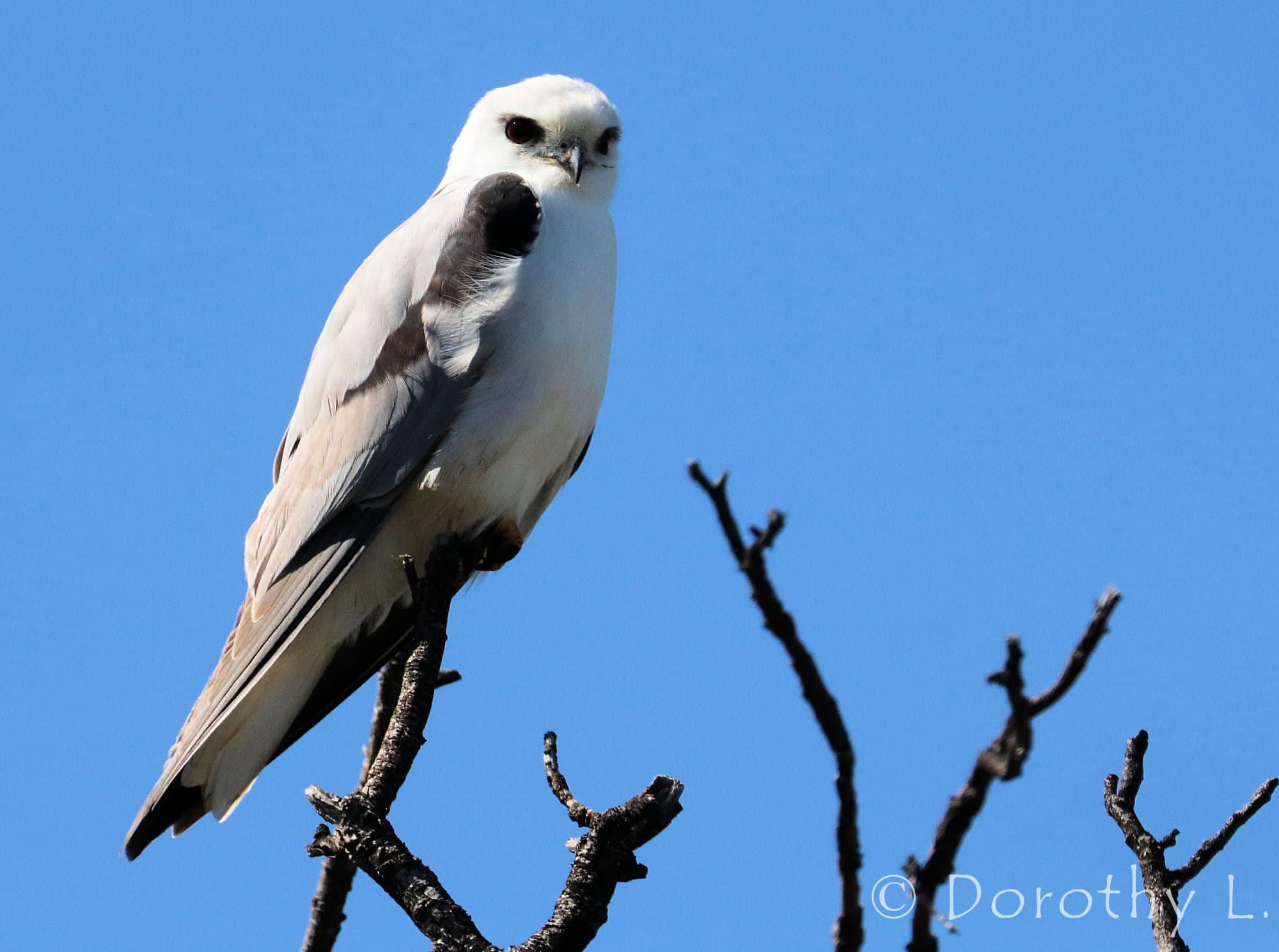 Black-shouldered Kite – Ausemade