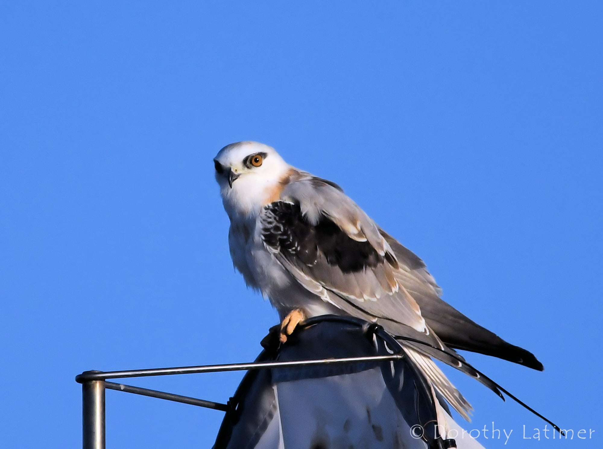 Black-shouldered Kite – immature – Ausemade