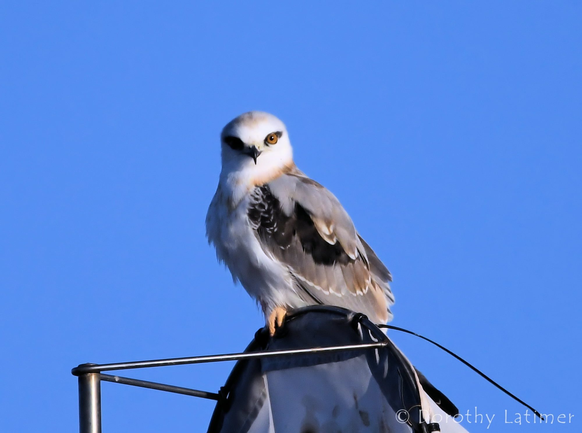 Black-shouldered Kite – immature – Ausemade
