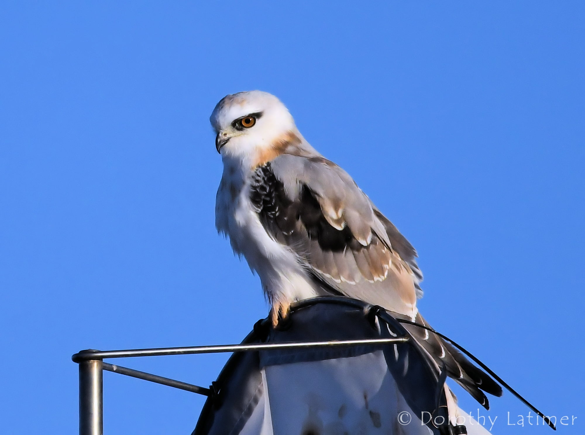 Black-shouldered Kite – immature – Ausemade