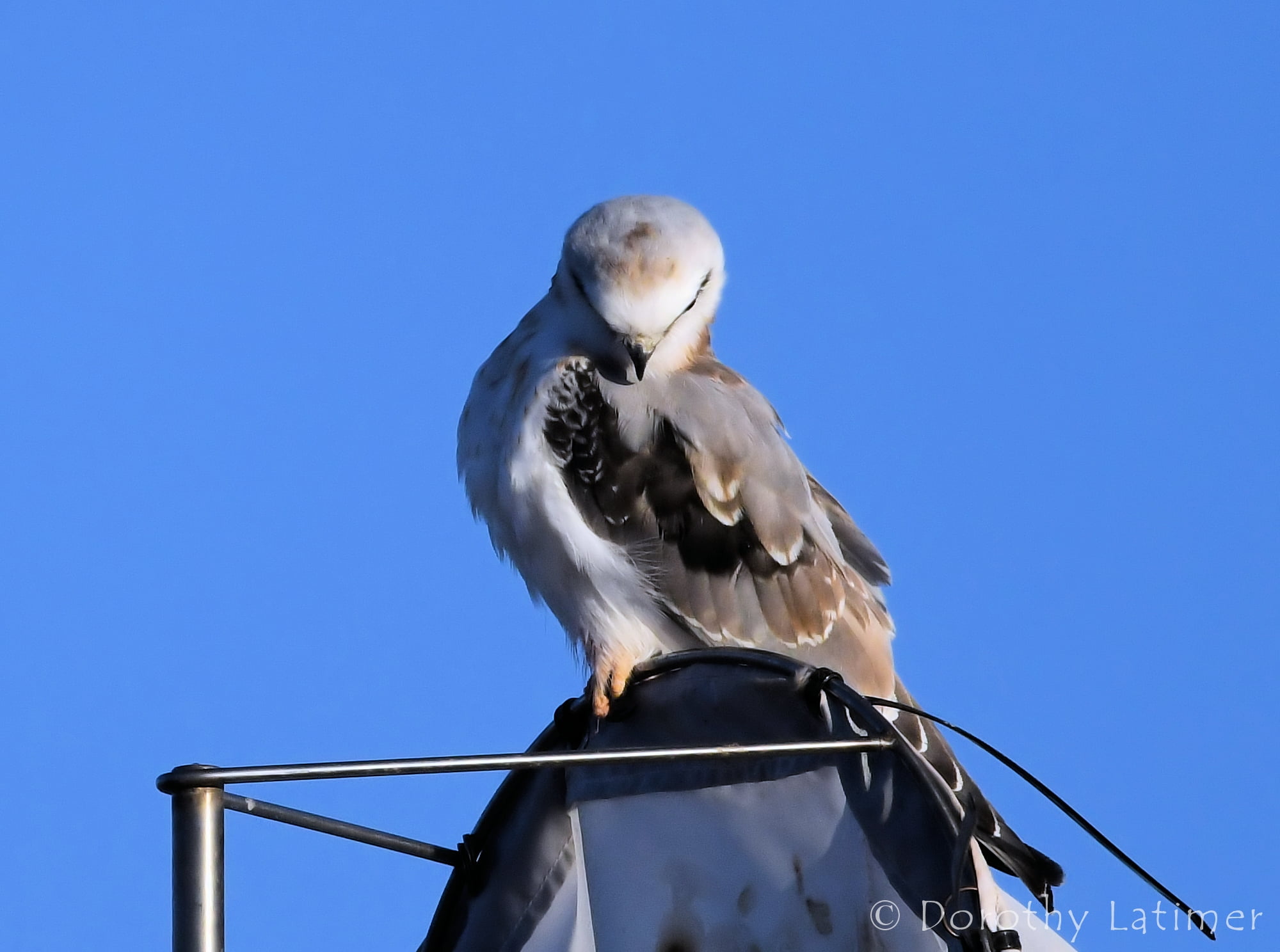 Black-shouldered Kite – immature – Ausemade