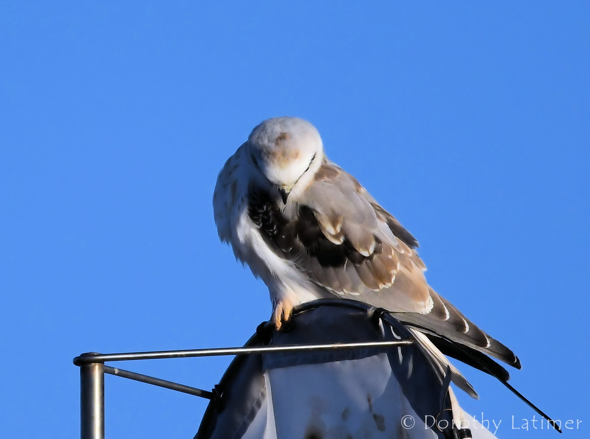Black-shouldered Kite – immature – Ausemade