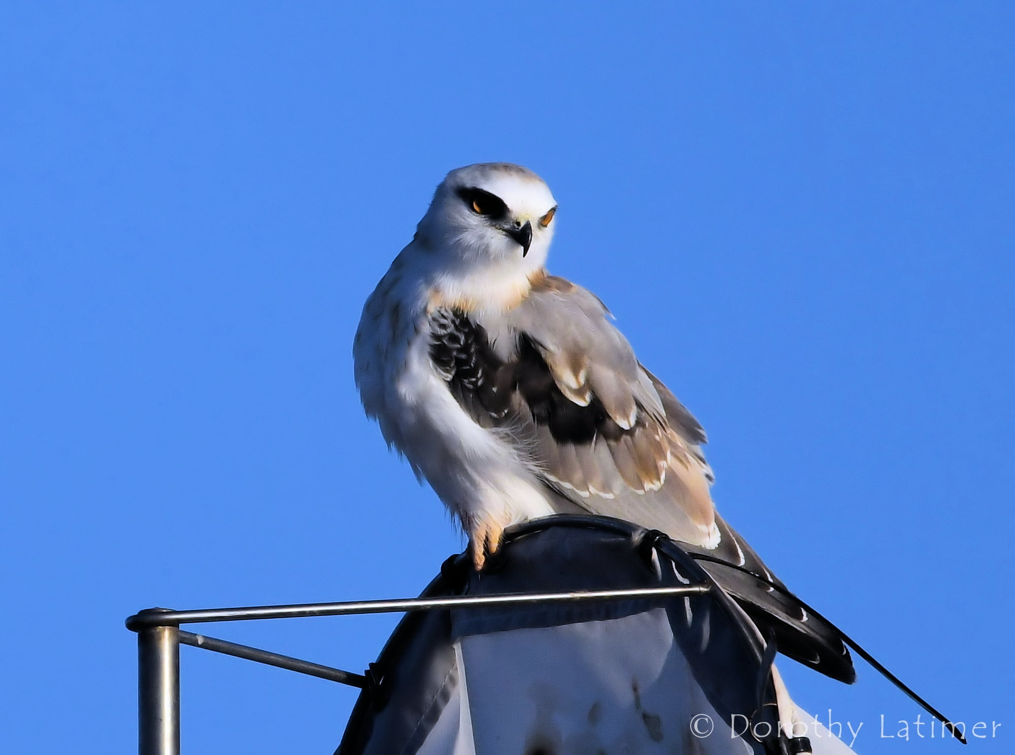 Black-shouldered Kite – immature – Ausemade