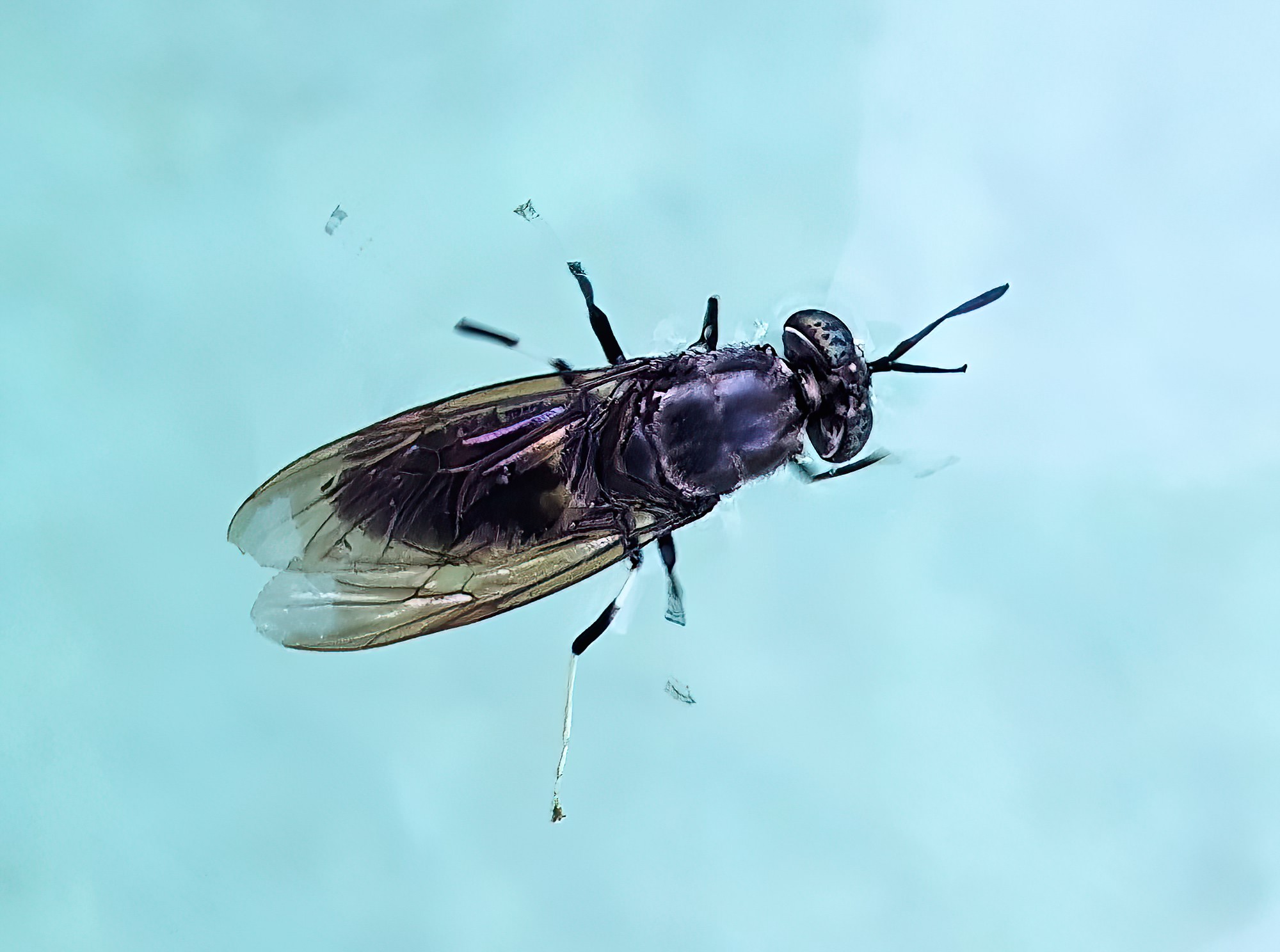 Hermetia illucens (Black Soldier Fly) – Ausemade