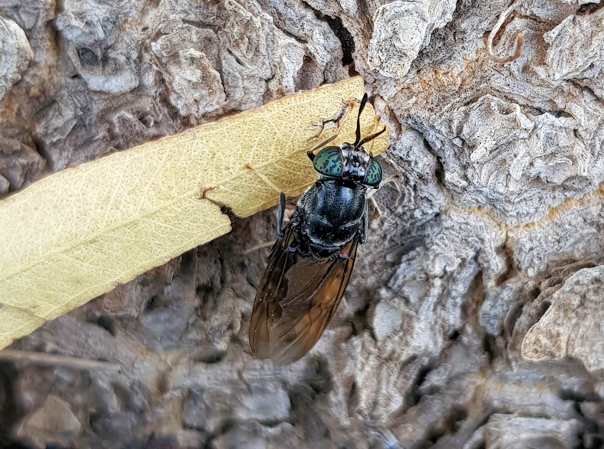 Black Soldier Fly (Hermetia illucens) – Ausemade