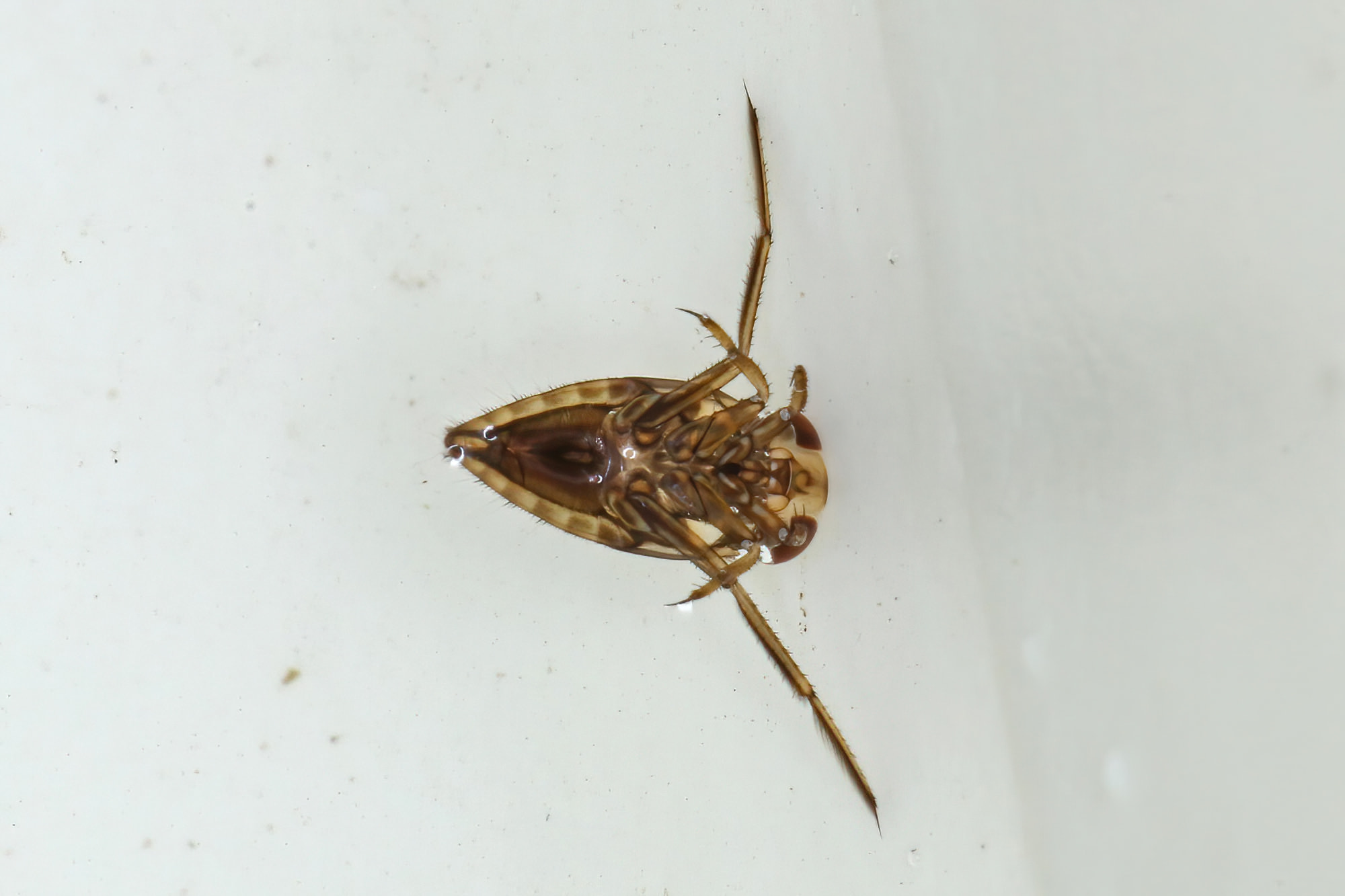 Life in the Gnammas… – Ausemade