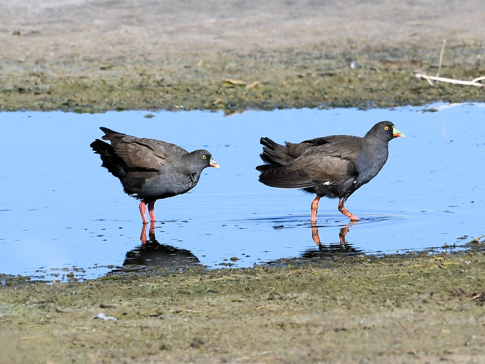 Black-tailed Native Hen at the Ponds – Ausemade