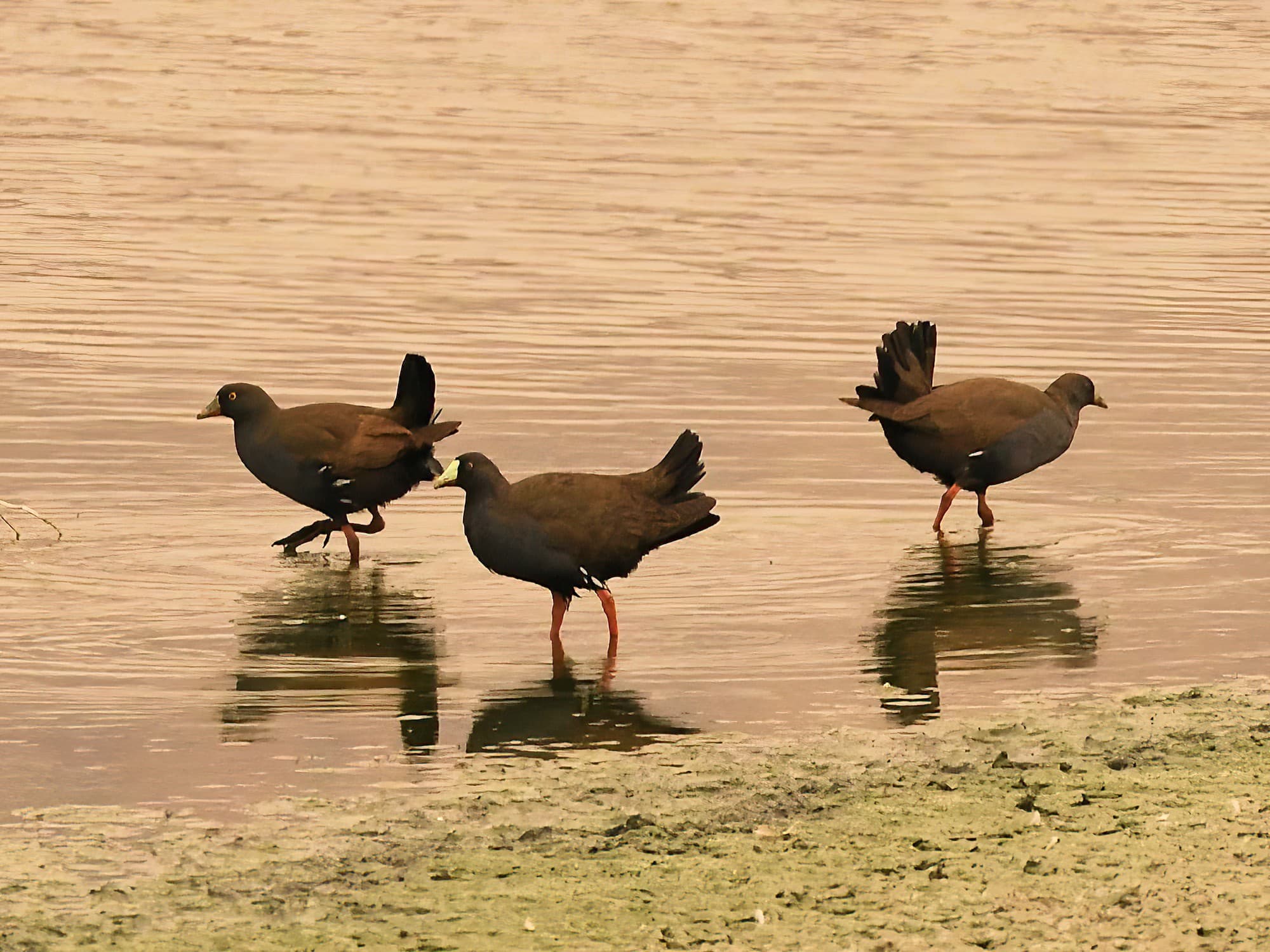 Black-tailed Native Hen at the Ponds – Ausemade