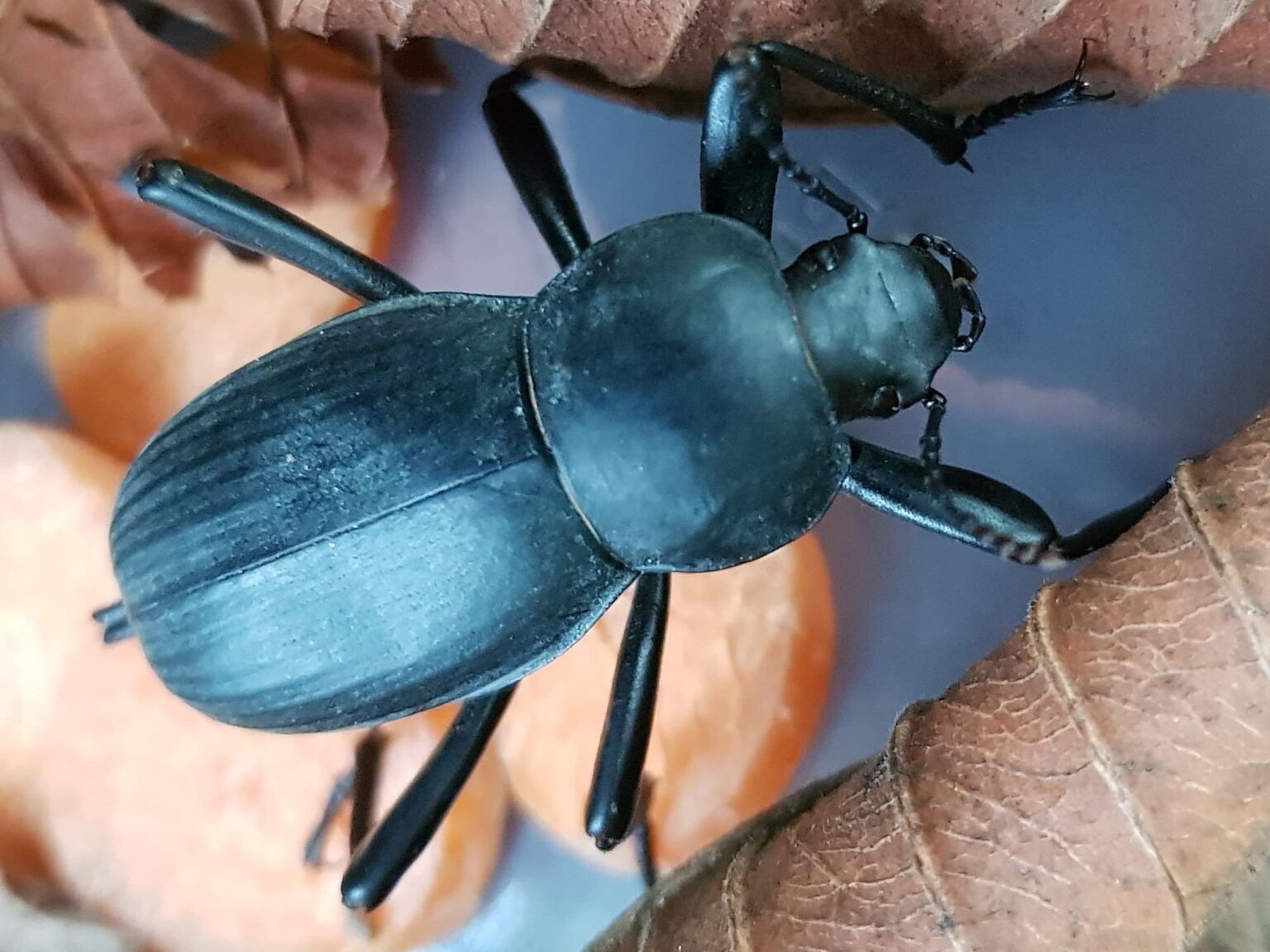 Blaps polychresta – Ausemade