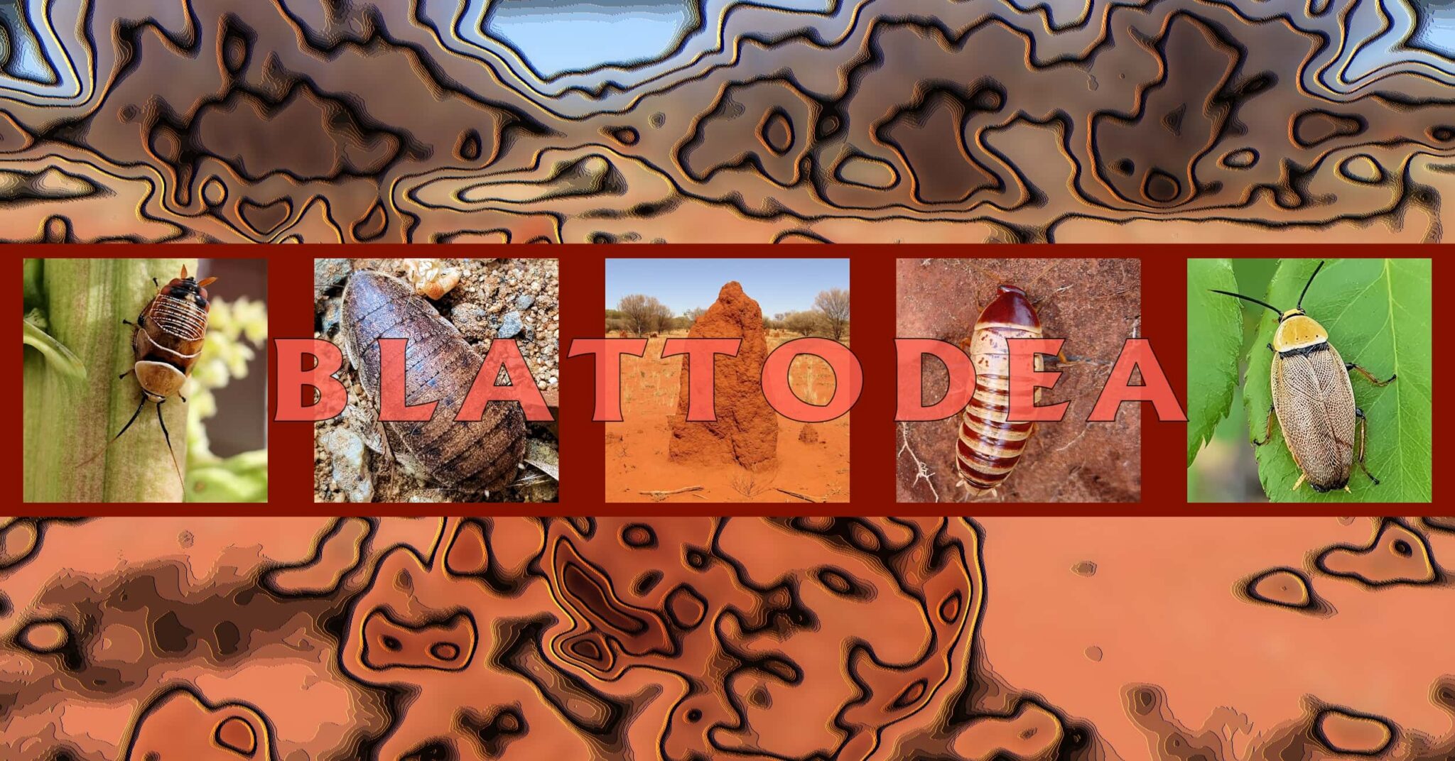 Blattodea – image index – Ausemade