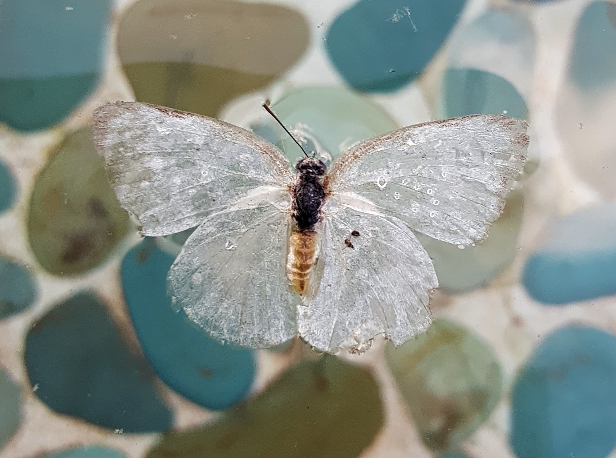 Alice Springs Butterflies and Moths – Ausemade