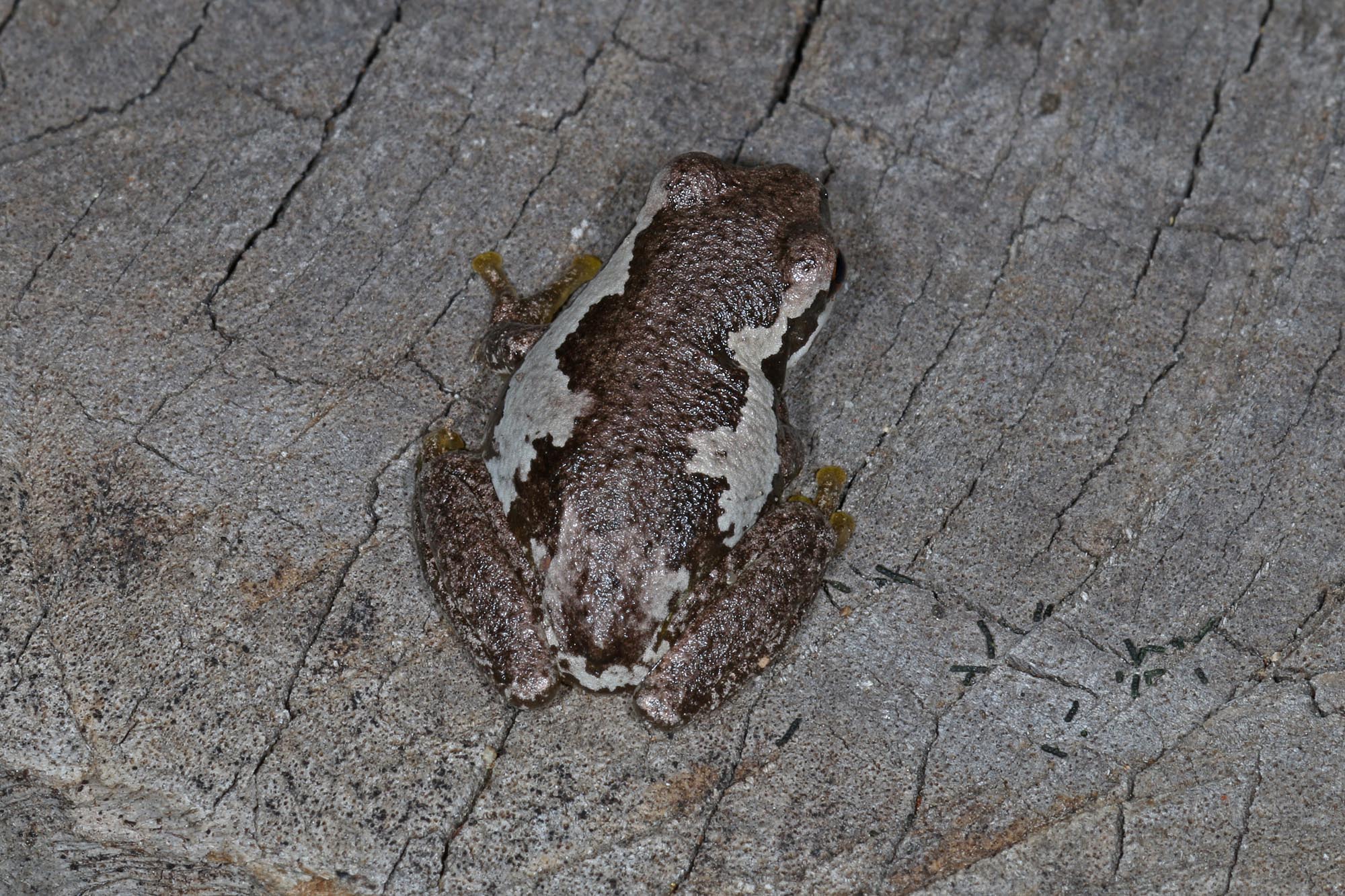 Southern Downs Bleating Tree Frog – Ausemade