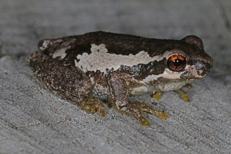 Southern Downs Bleating Tree Frog – Ausemade