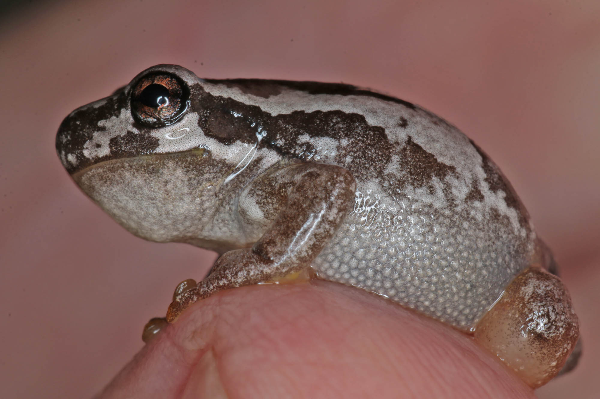 Southern Downs Bleating Tree Frog – Ausemade