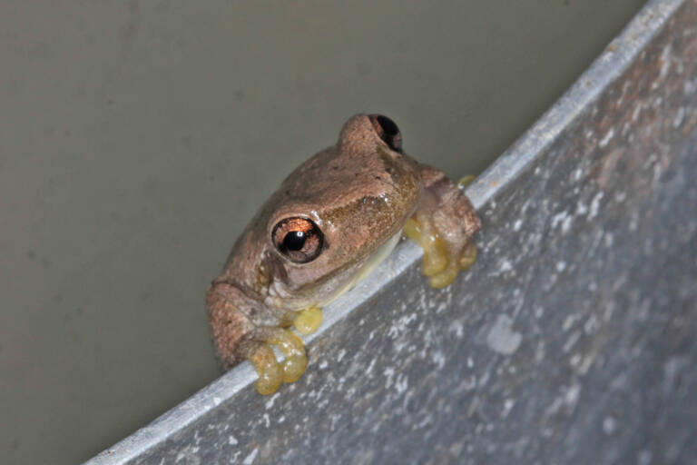 Southern Downs Bleating Tree Frog – Ausemade