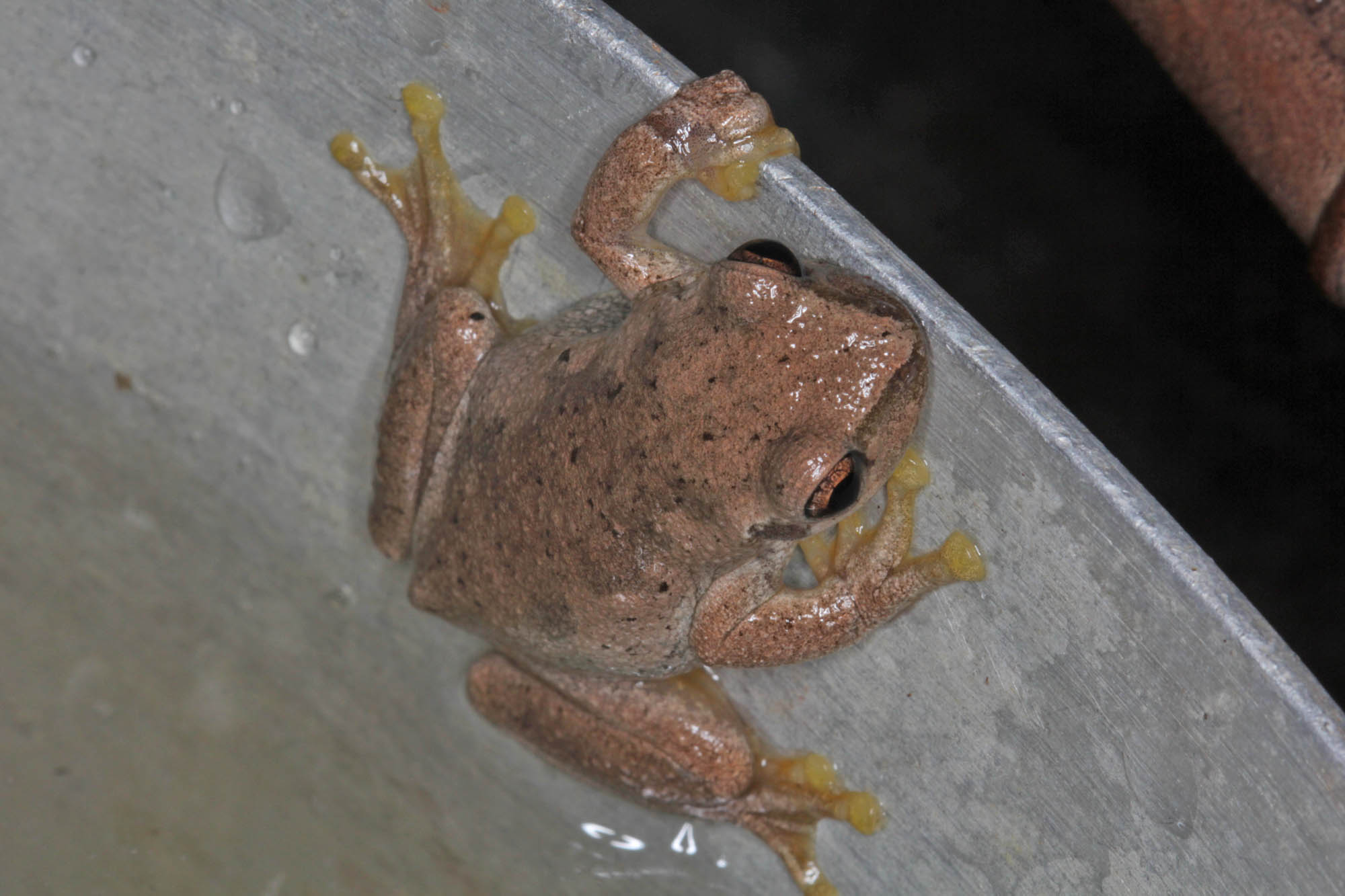 Southern Downs Bleating Tree Frog – Ausemade