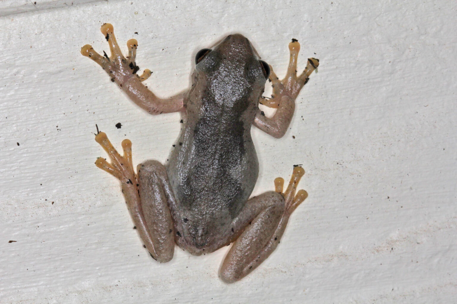 Southern Downs Bleating Tree Frog – Ausemade