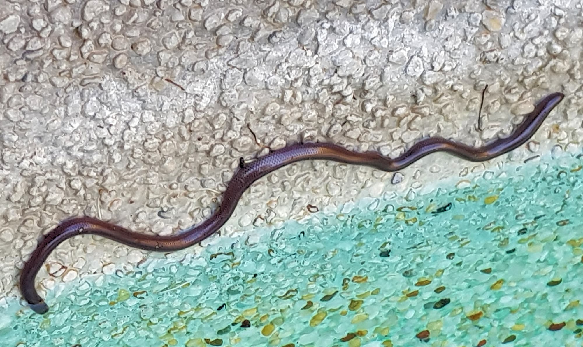 not quite the surf… Lifeguard – Ausemade