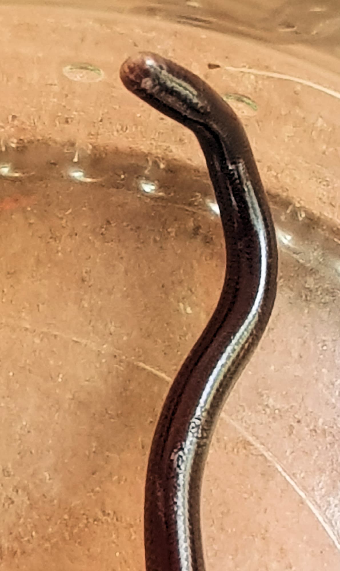 Blind Snake – Ausemade