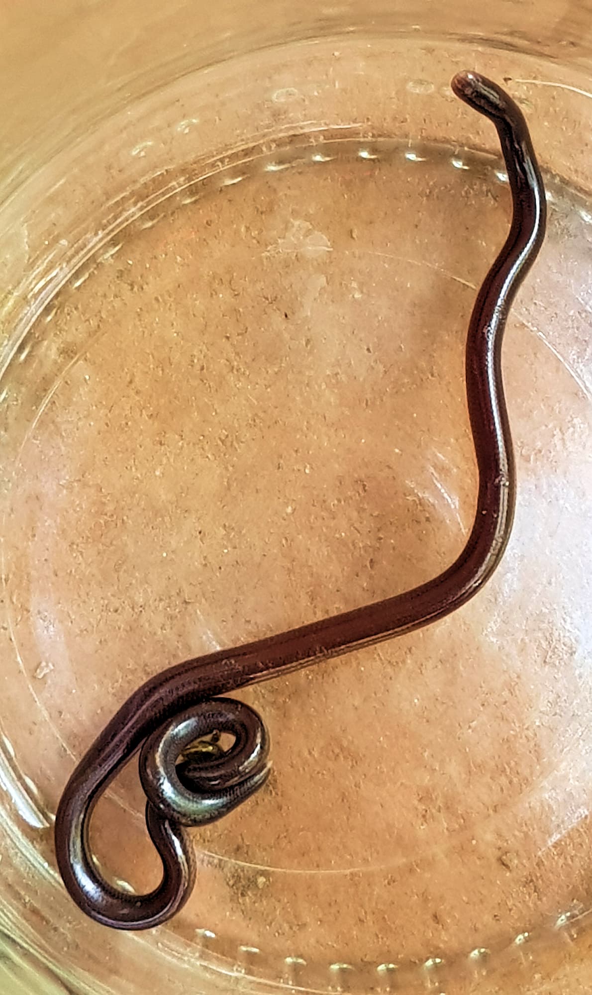 Blind Snake – Ausemade