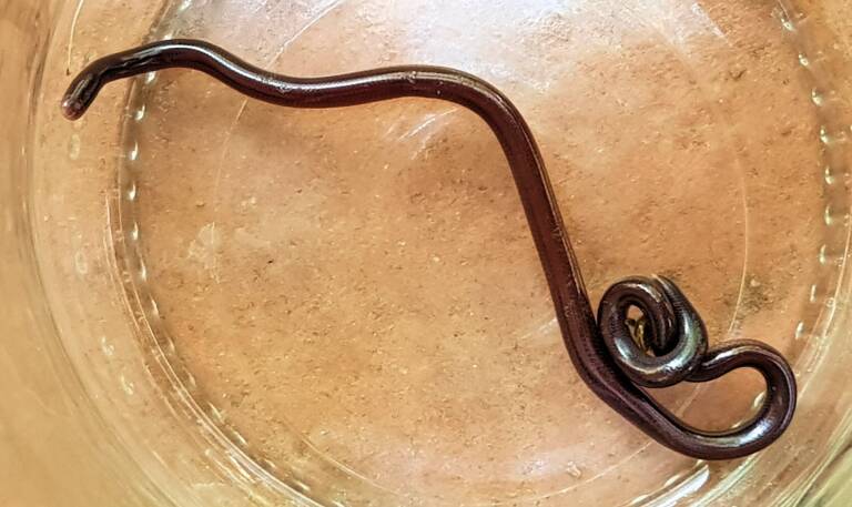 Blind Snake – Ausemade