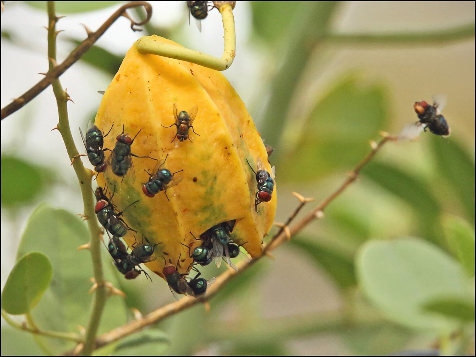Insects of the Wild Passionfruit – Ausemade