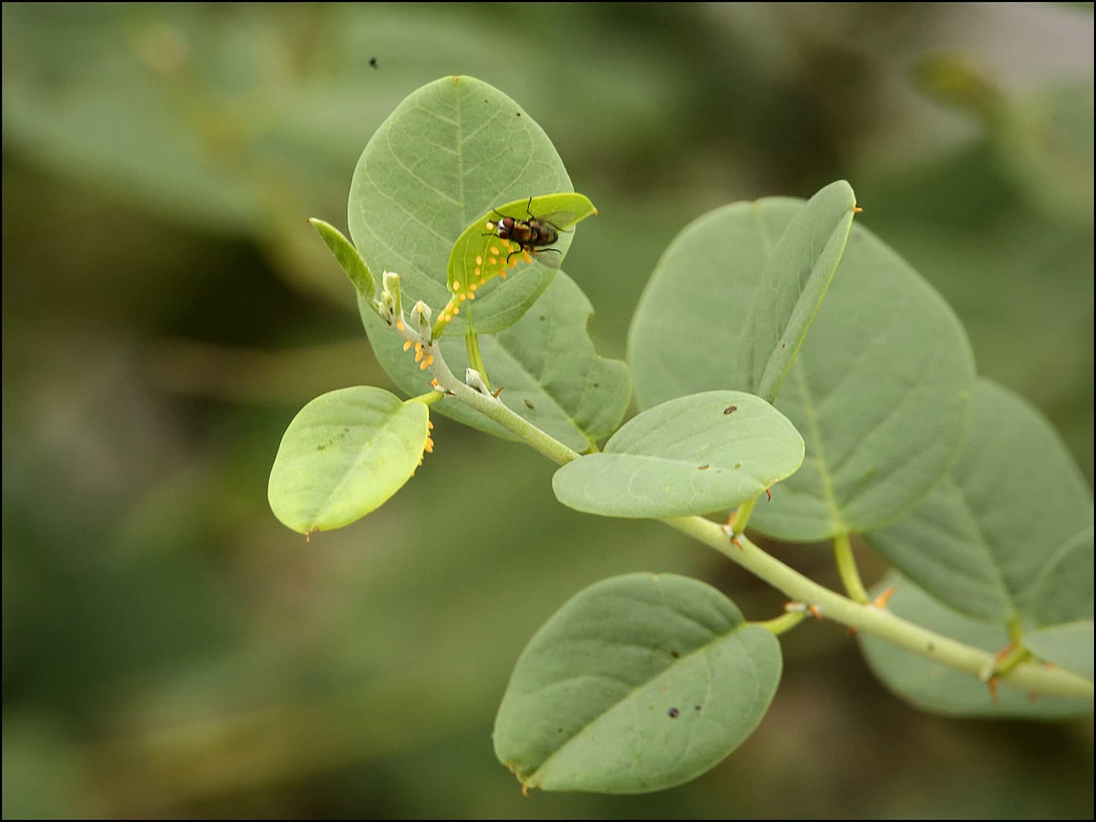 Insects of the Wild Passionfruit – Ausemade