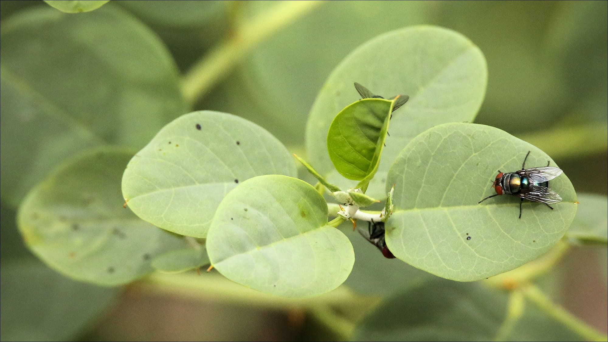 Insects of the Wild Passionfruit – Ausemade