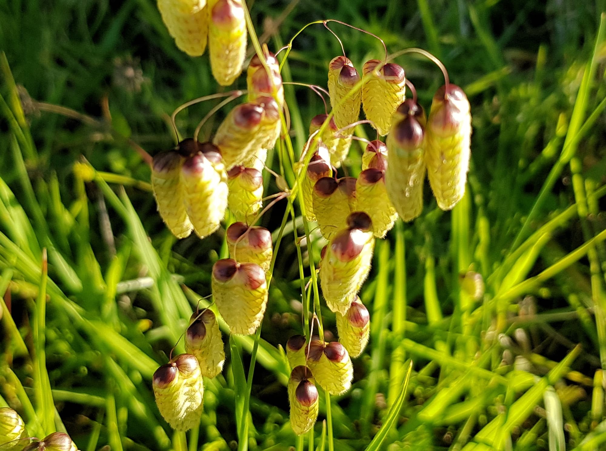 Blowfly Grass (Briza maxima) – Ausemade