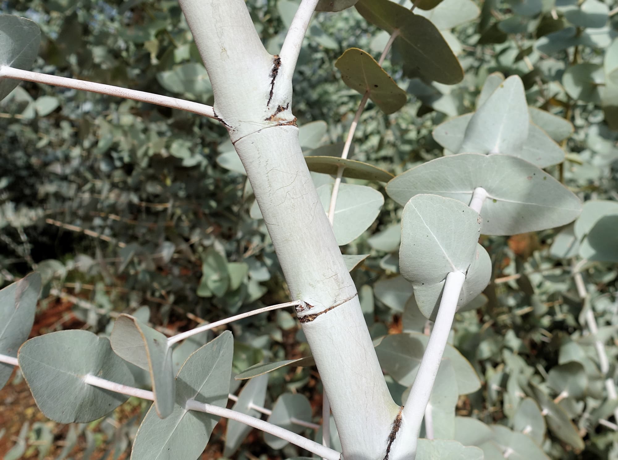 Eucalyptus gamophylla (Blue Mallee) – Ausemade