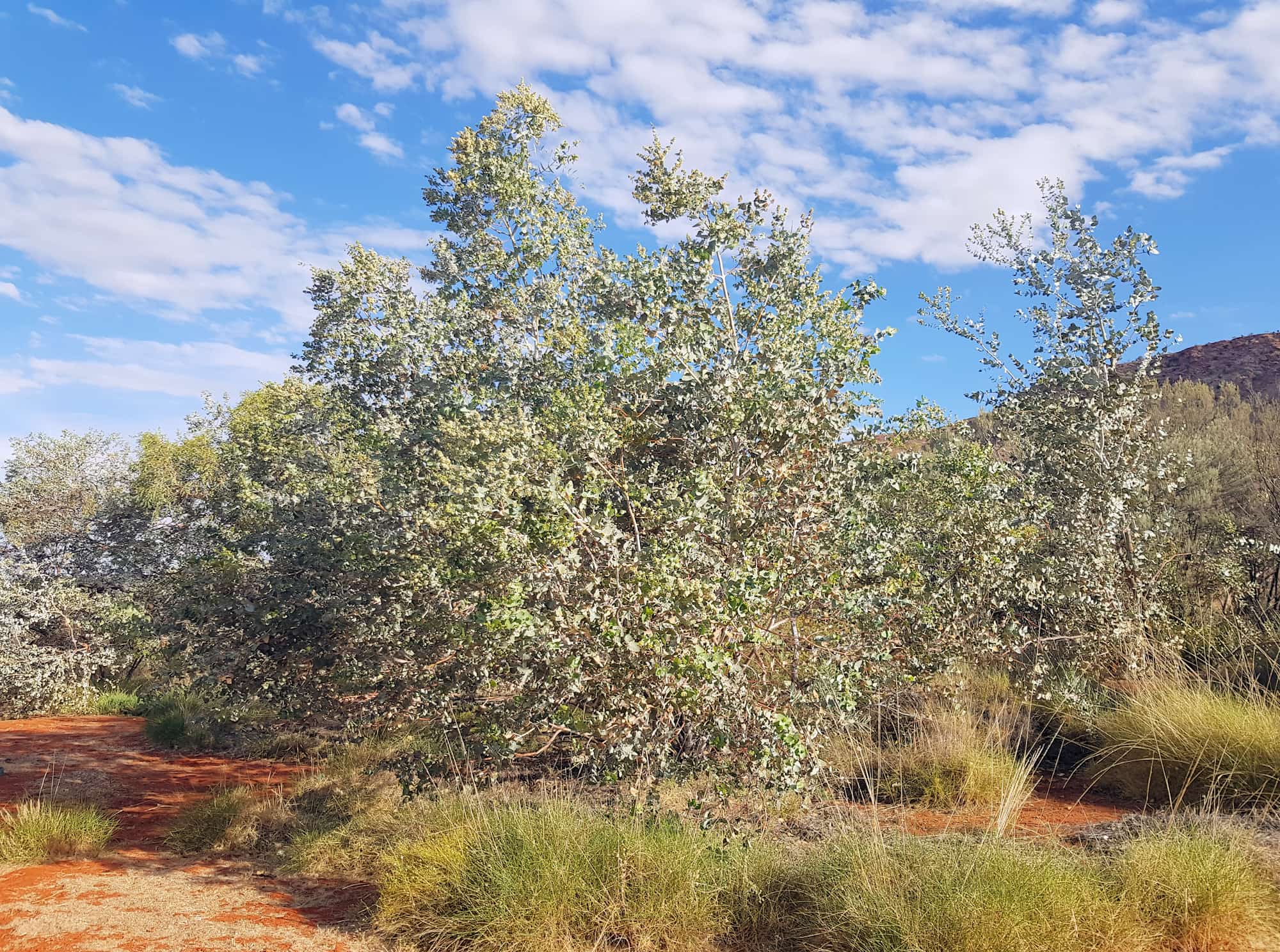 Blue Mallee – Ausemade
