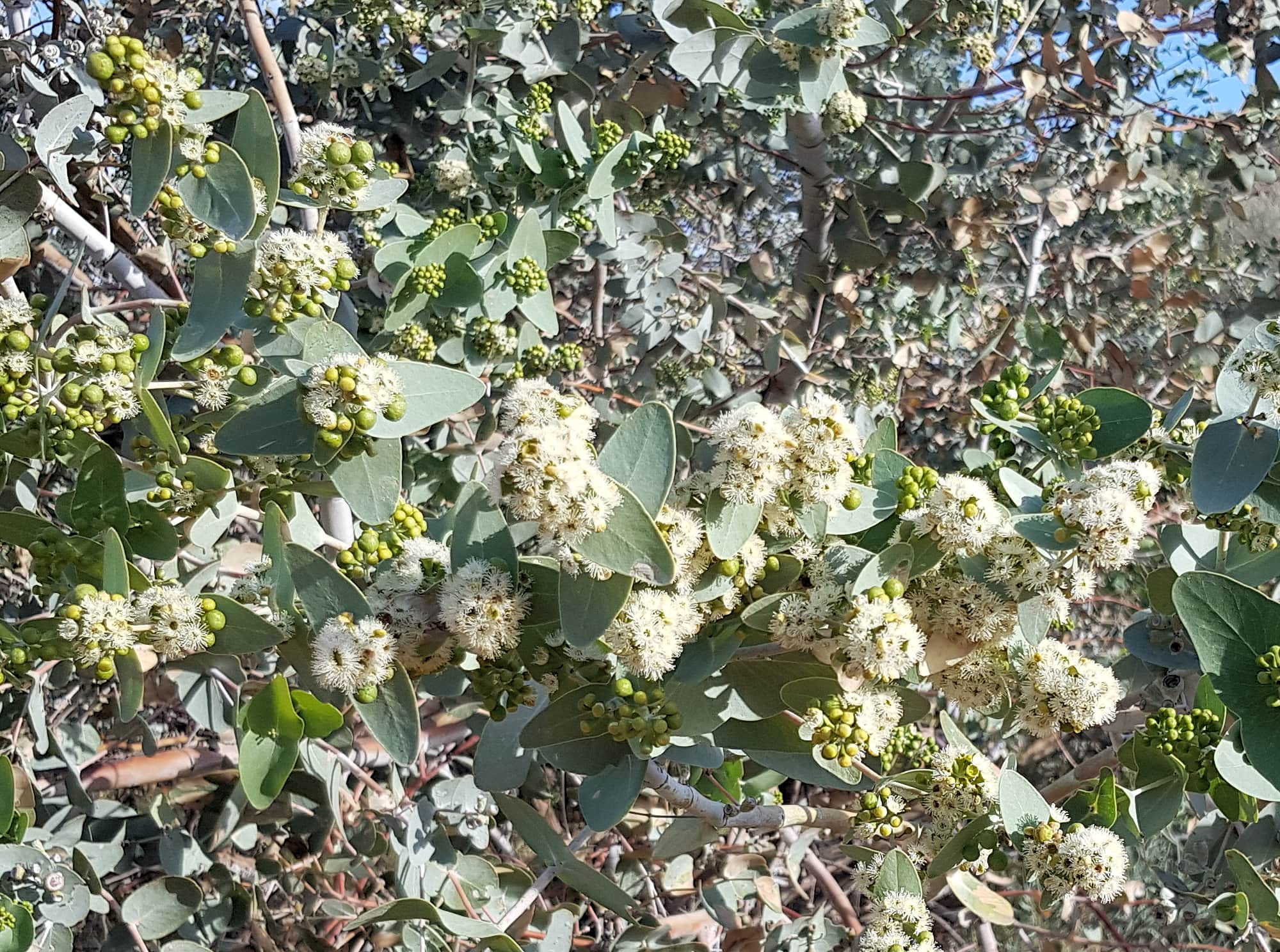 Blue Mallee – Ausemade