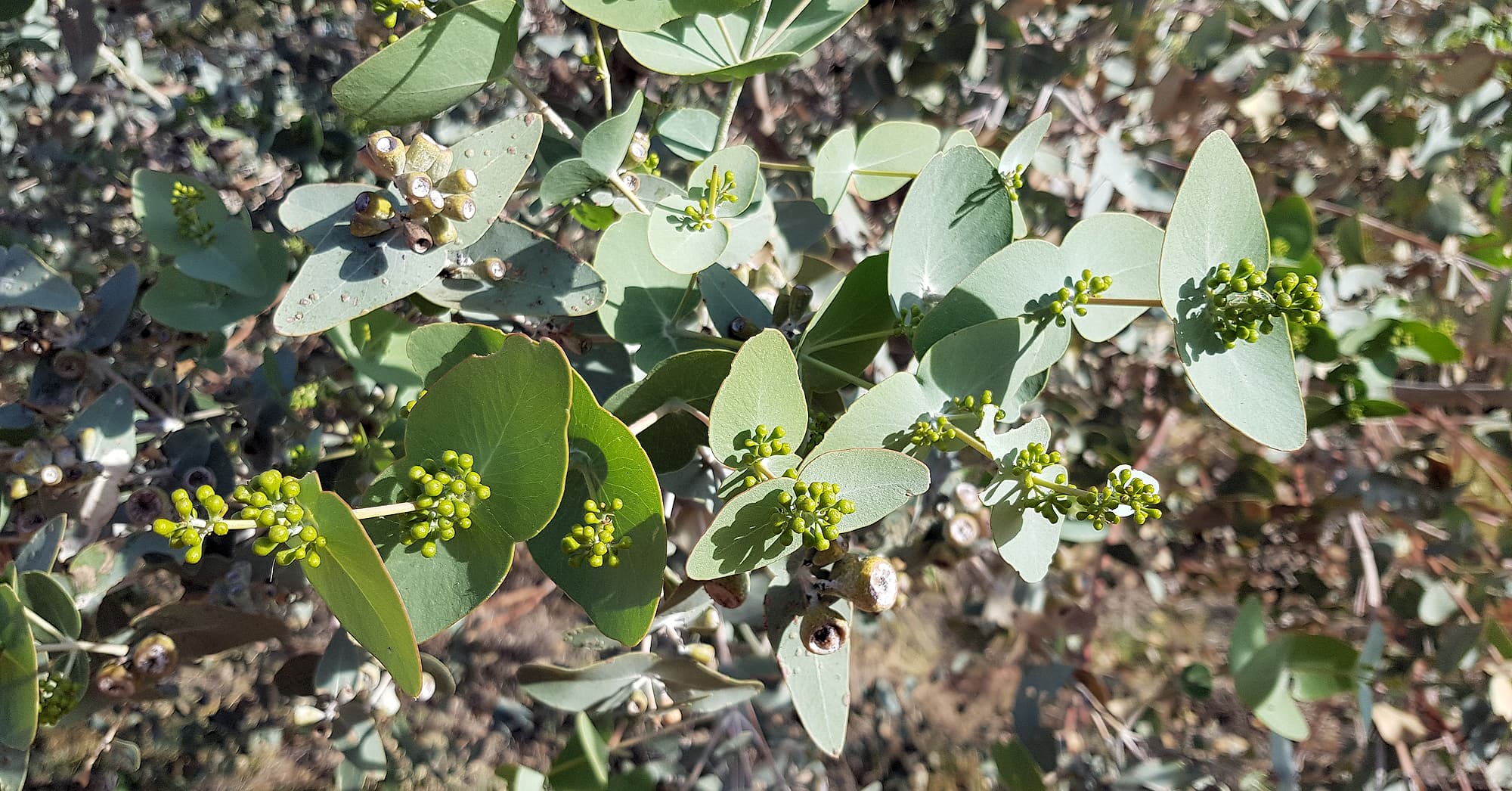 Blue Mallee – Ausemade