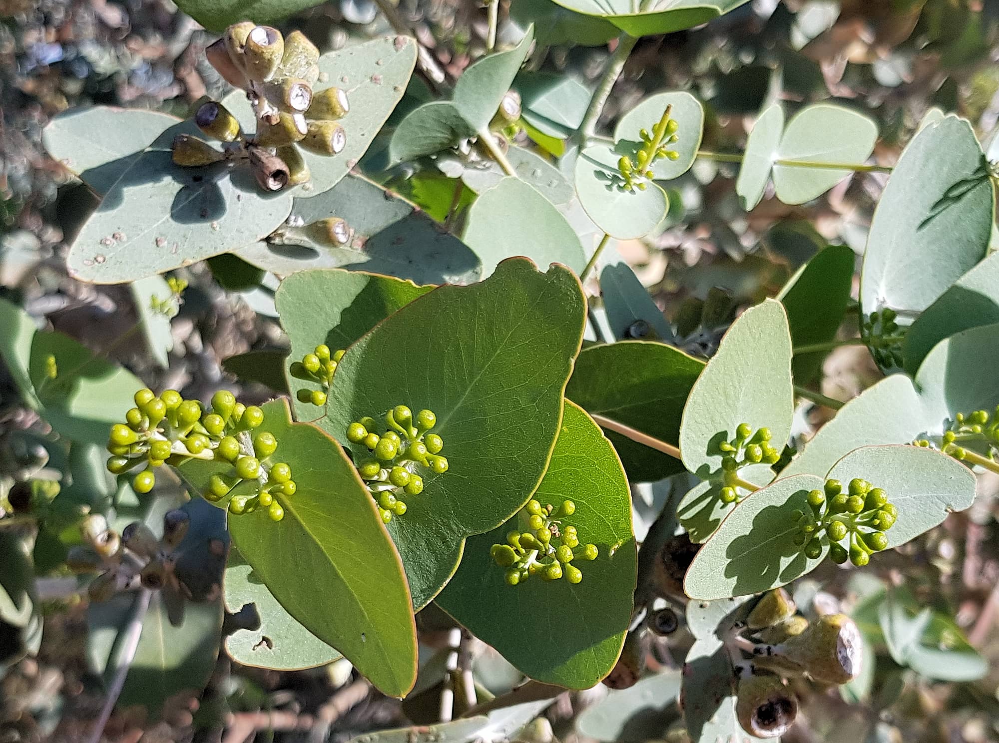 Blue Mallee – Ausemade