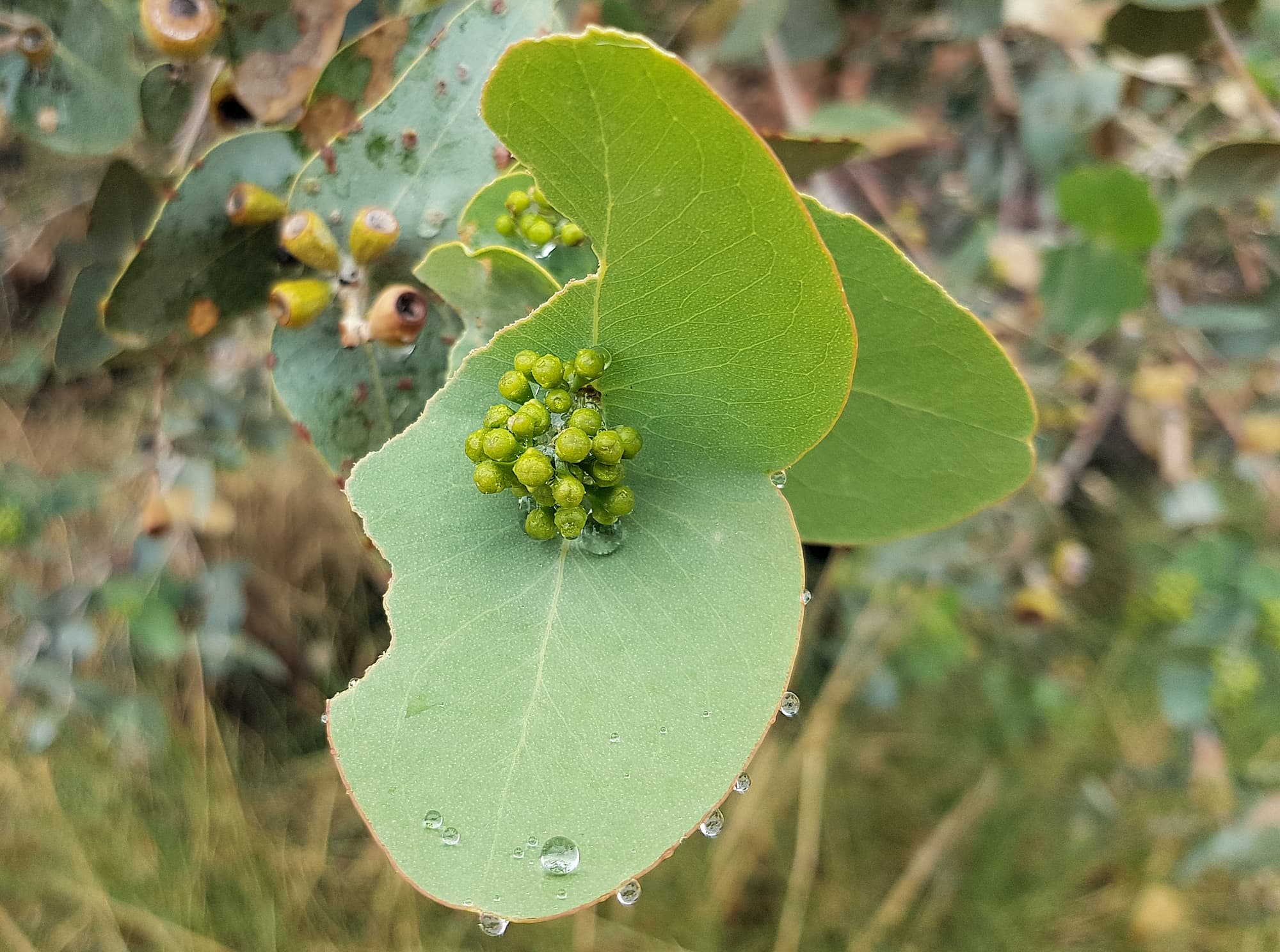 Eucalyptus gamophylla (Blue Mallee) – Ausemade