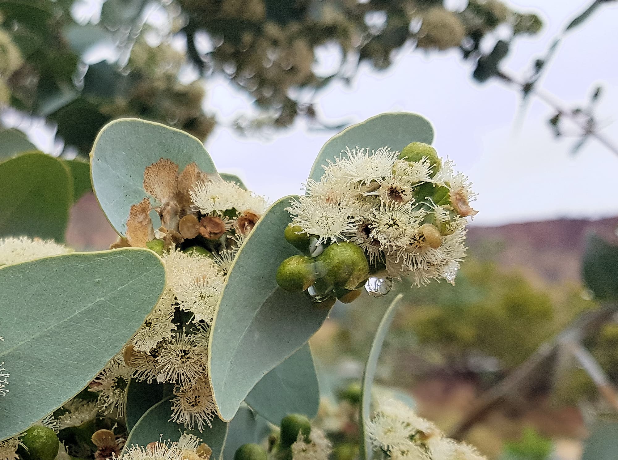 Eucalyptus gamophylla (Blue Mallee) – Ausemade