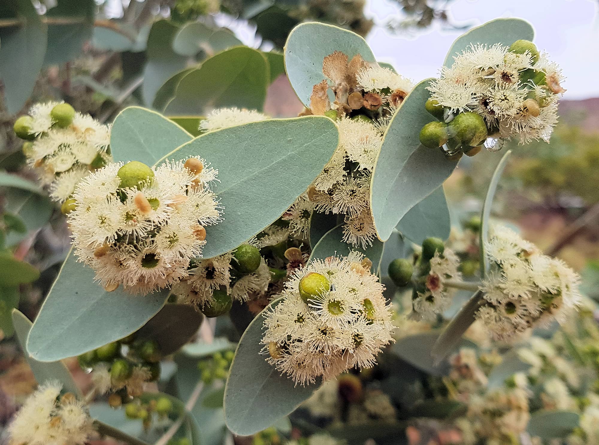 Blue Mallee – Ausemade