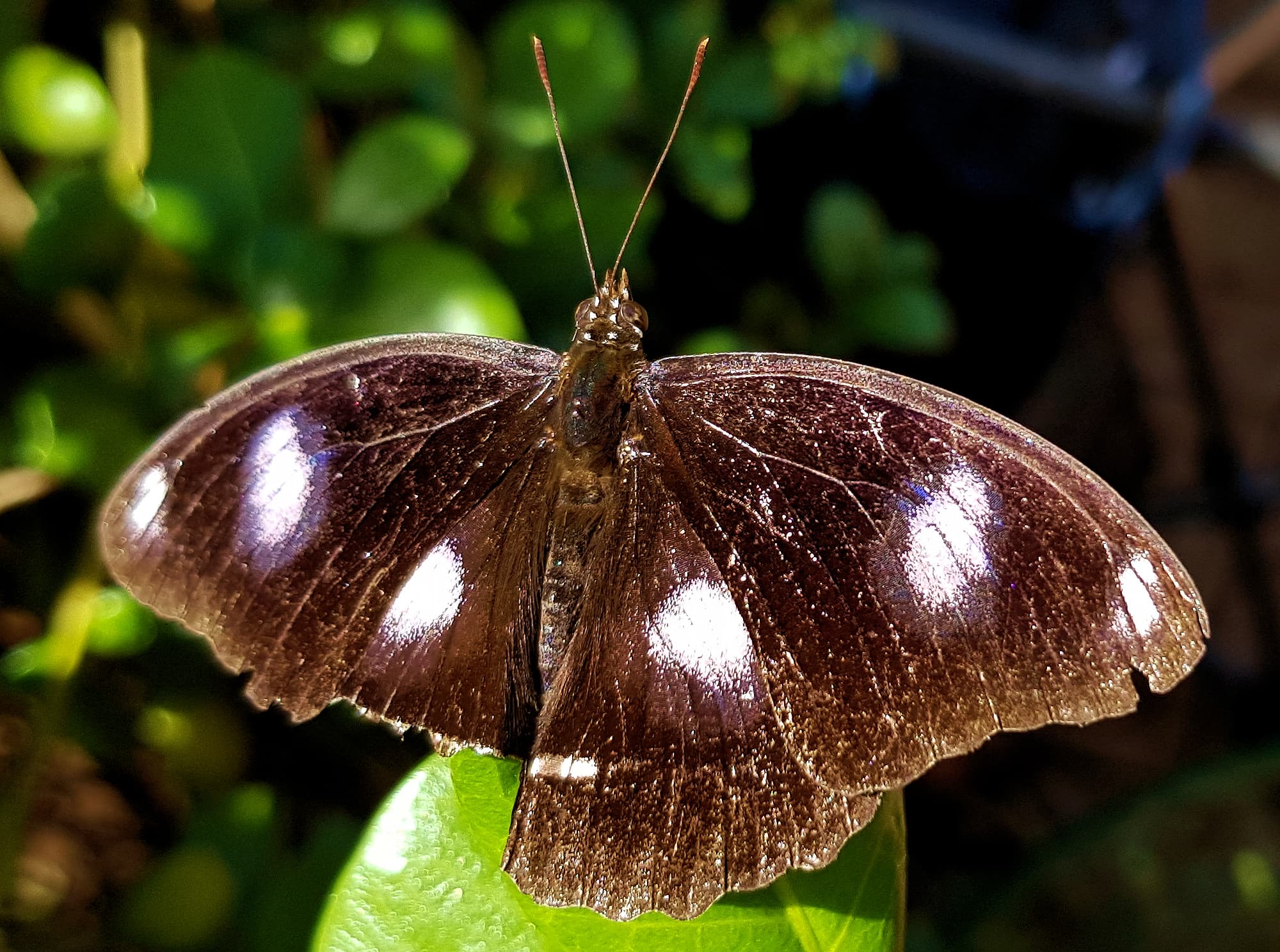 Faces of the Blue Moon – Ausemade