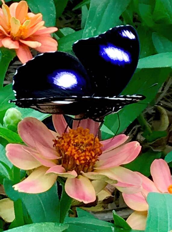 Blue Moon Butterfly – Ausemade