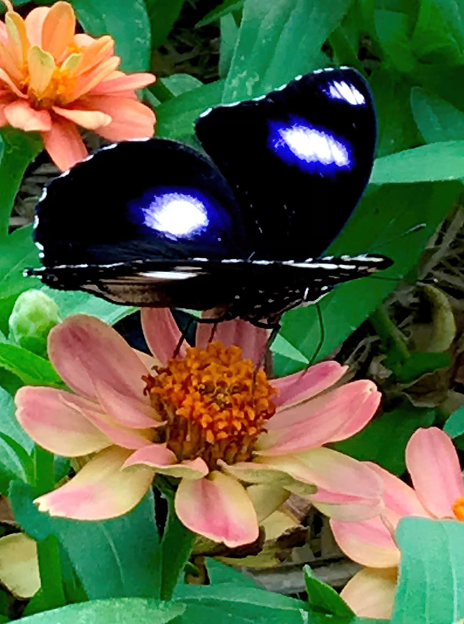 Blue Moon Butterfly – Ausemade