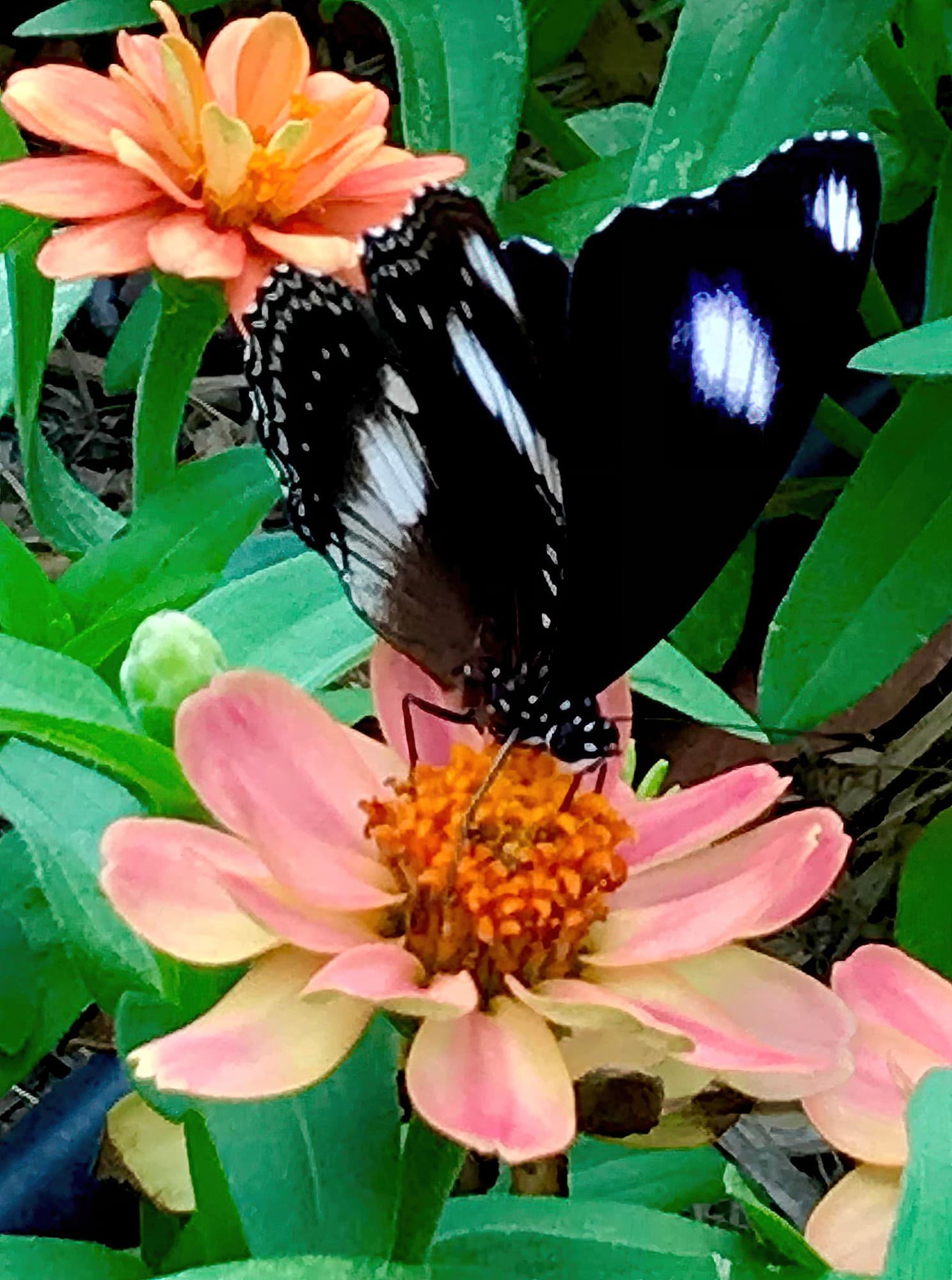 Blue Moon Butterfly – Ausemade