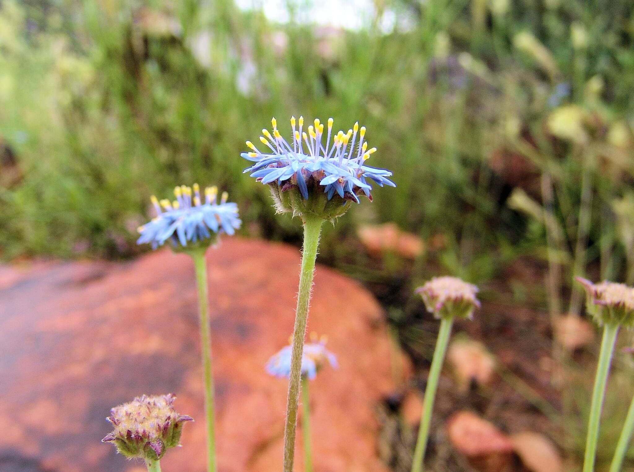 Wildflowers of Central Australia – Ausemade